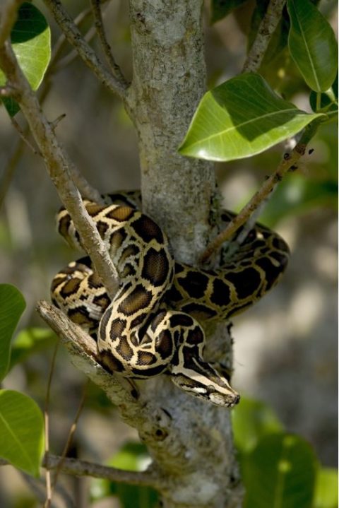 Florida Python Challenge | Is the Florida Python Challenge Unethical?