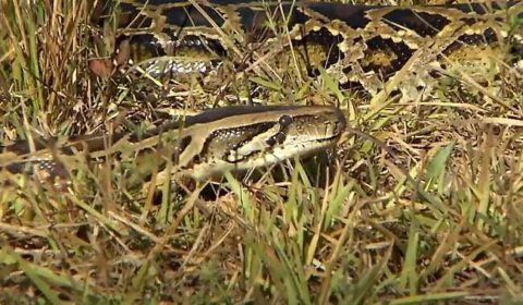 Florida Python Challenge | Is the Florida Python Challenge Unethical?