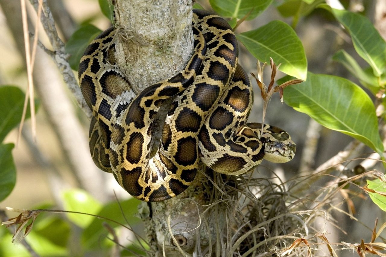 Florida Python Challenge | Is the Florida Python Challenge Unethical?