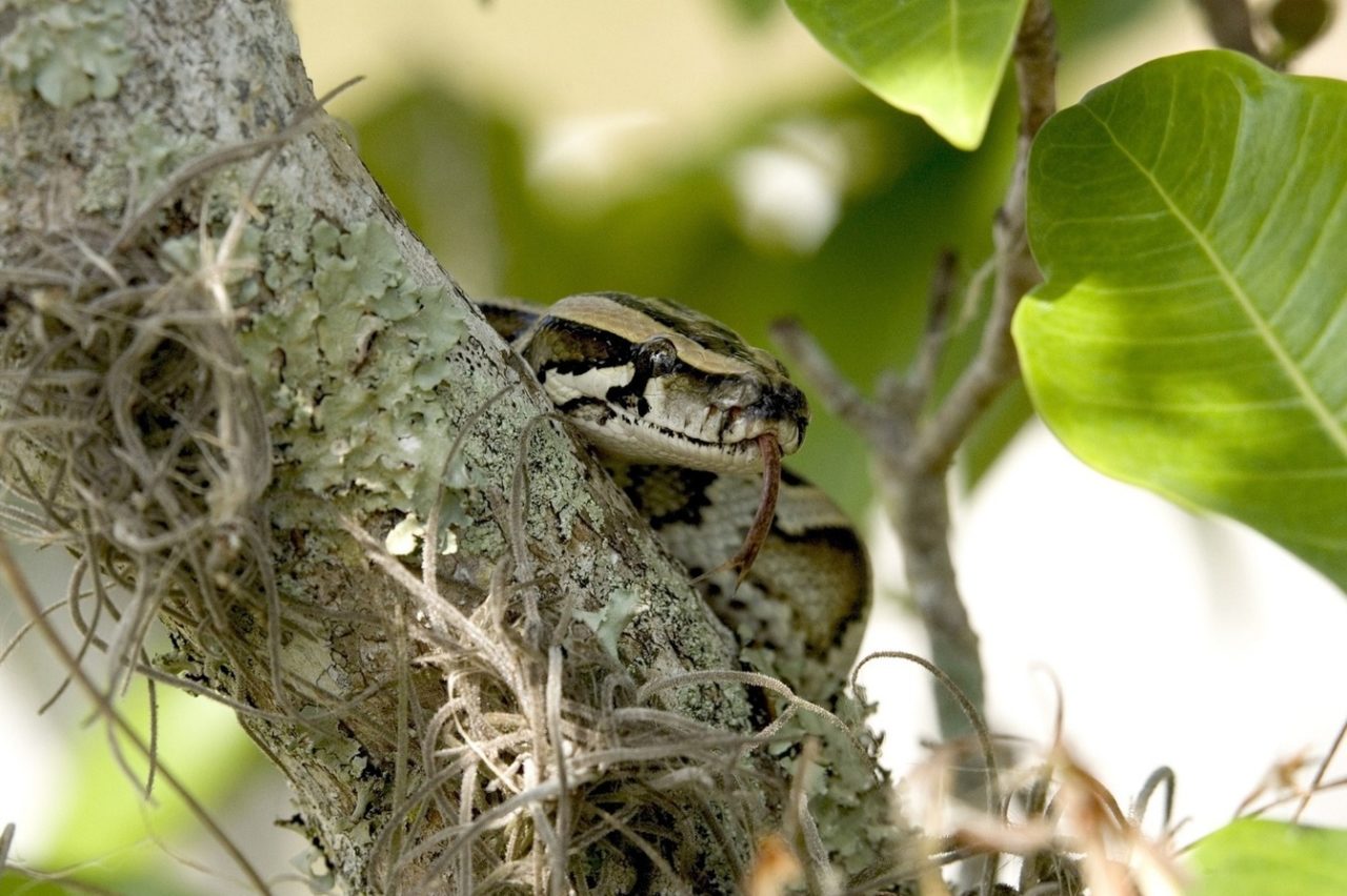 Florida Python Challenge | Is the Florida Python Challenge Unethical?